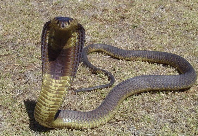 Egyptian Cobra - Facts, Description, Diet, Pictures, and More