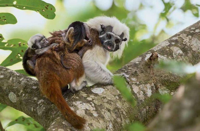 Cotton Top Tamarin – Facts, Description, Conservations Status, Pictures