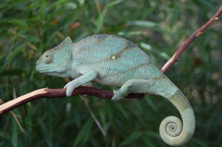Parson’s Chameleon - Facts, Size, Diet, Pictures, and More