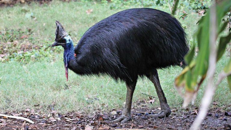 Southern Cassowary – Facts, Habitat, Diet, Pictures, and More