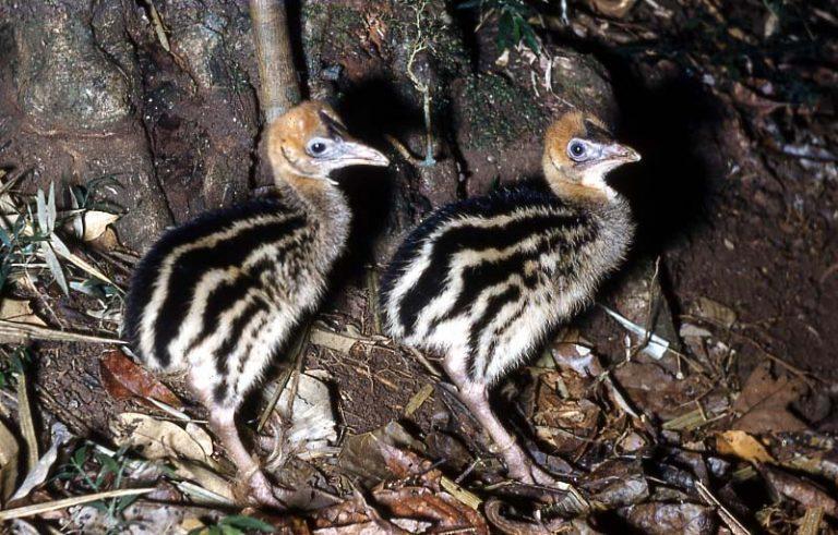 Southern Cassowary – Facts, Habitat, Diet, Pictures, and More