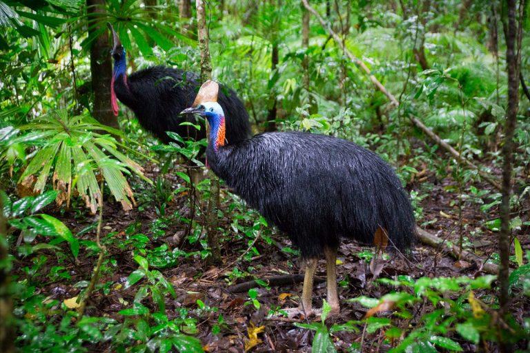 Southern Cassowary – Facts, Habitat, Diet, Pictures, and More