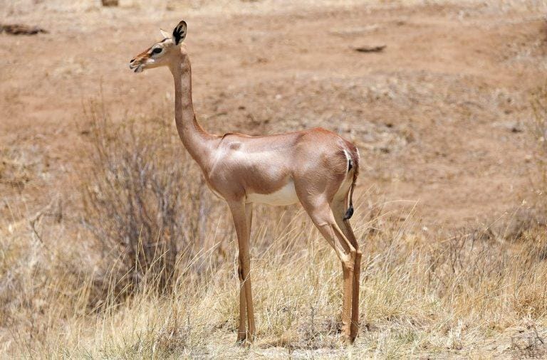 Gerenuk – Facts, Size, Diet, Pictures, and More