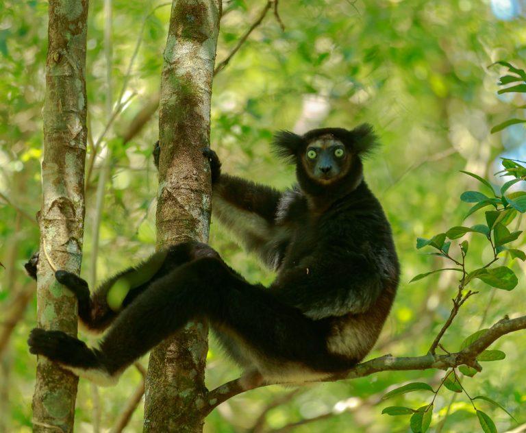 Indri – Facts, Size, Population, Diet, Pictures, and More
