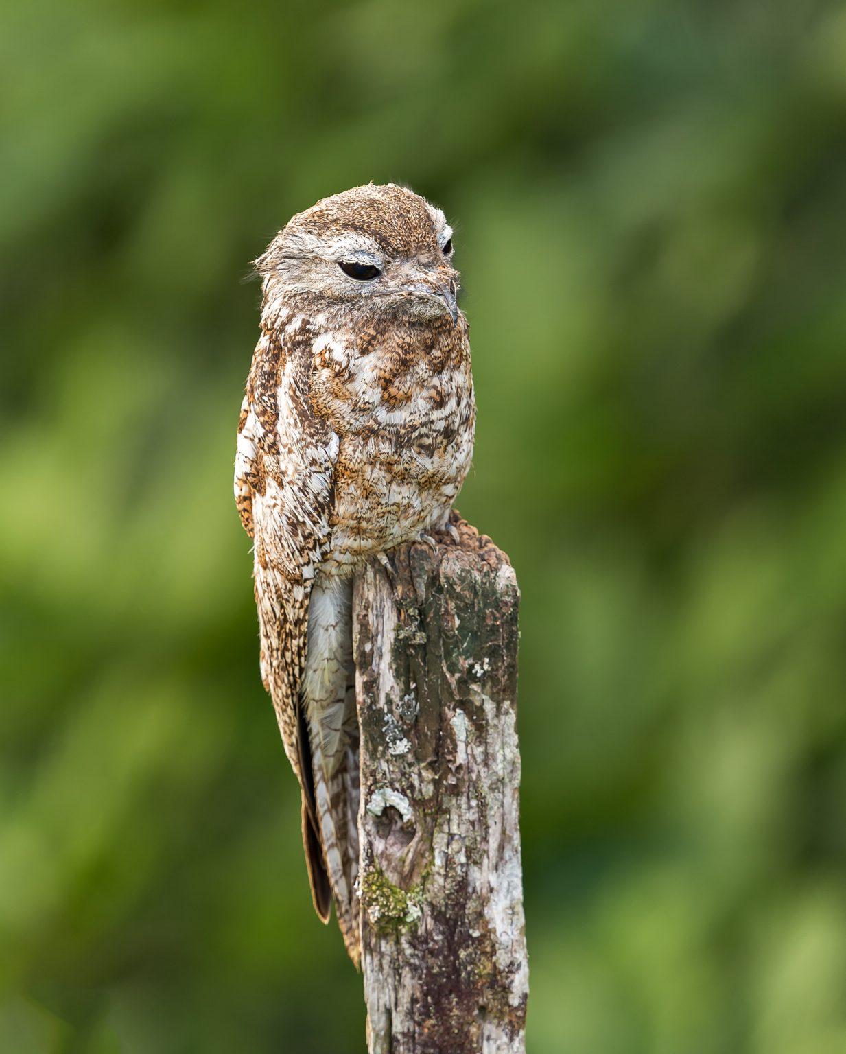 Common Potoo – Facts, Size, Call, Diet, Pictures, and More