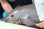 Vaquita – Facts, Size, Habitat, Population, Pictures, and More