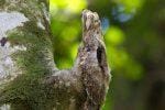 Common Potoo – Facts, Size, Call, Diet, Pictures, and More