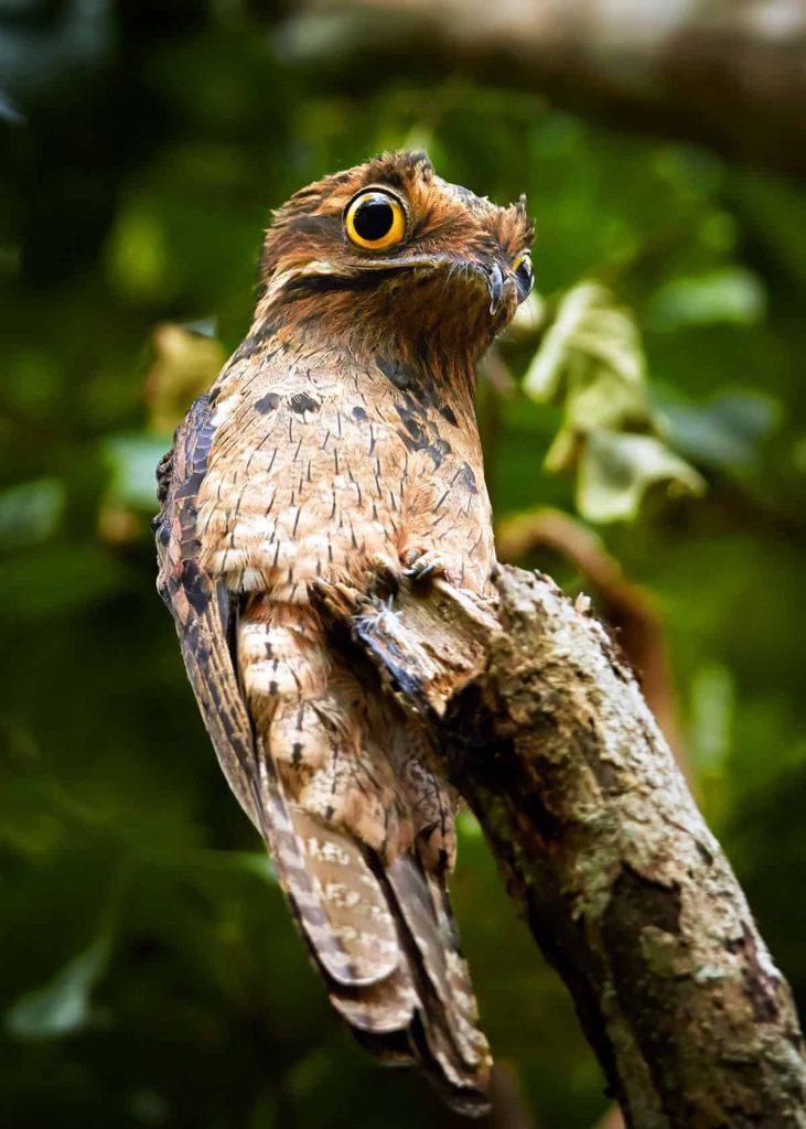 Common Potoo – Facts, Size, Call, Diet, Pictures, and More