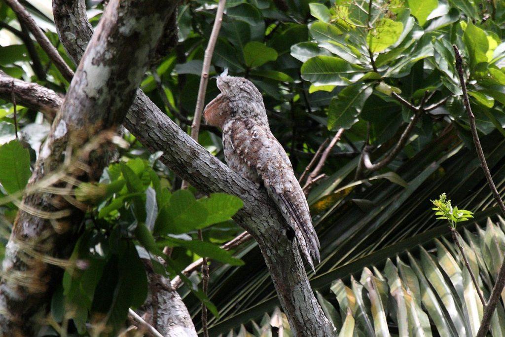 Common Potoo – Facts, Size, Call, Diet, Pictures, and More
