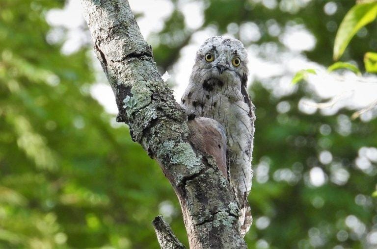 Common Potoo – Facts, Size, Call, Diet, Pictures, and More