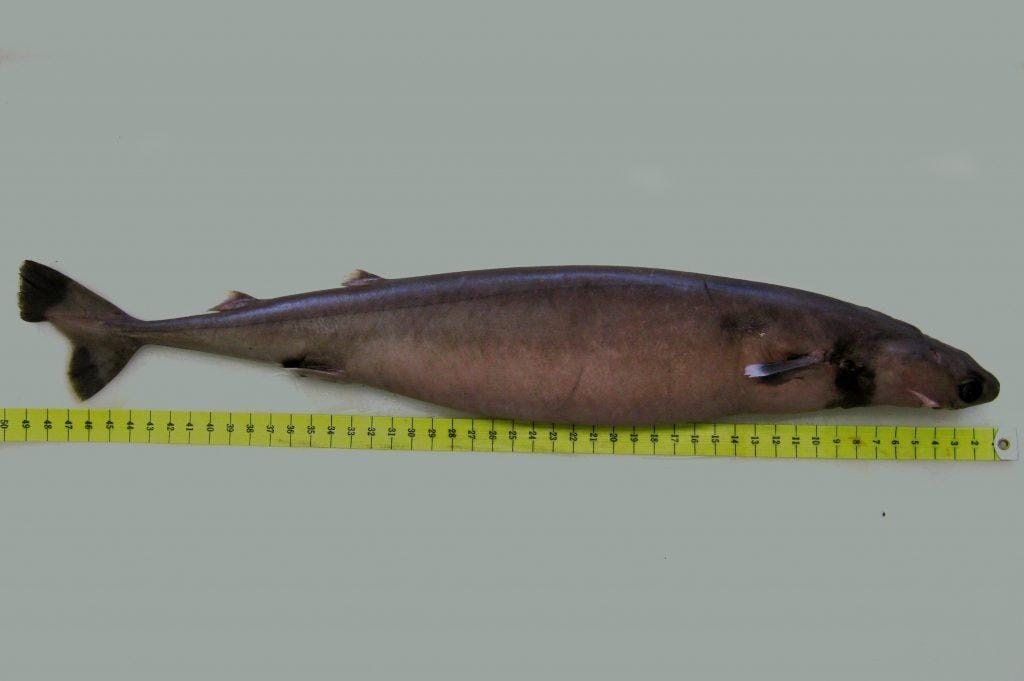 Cookie Cutter Shark – Facts, Size, Lifespan, Pictures, and More