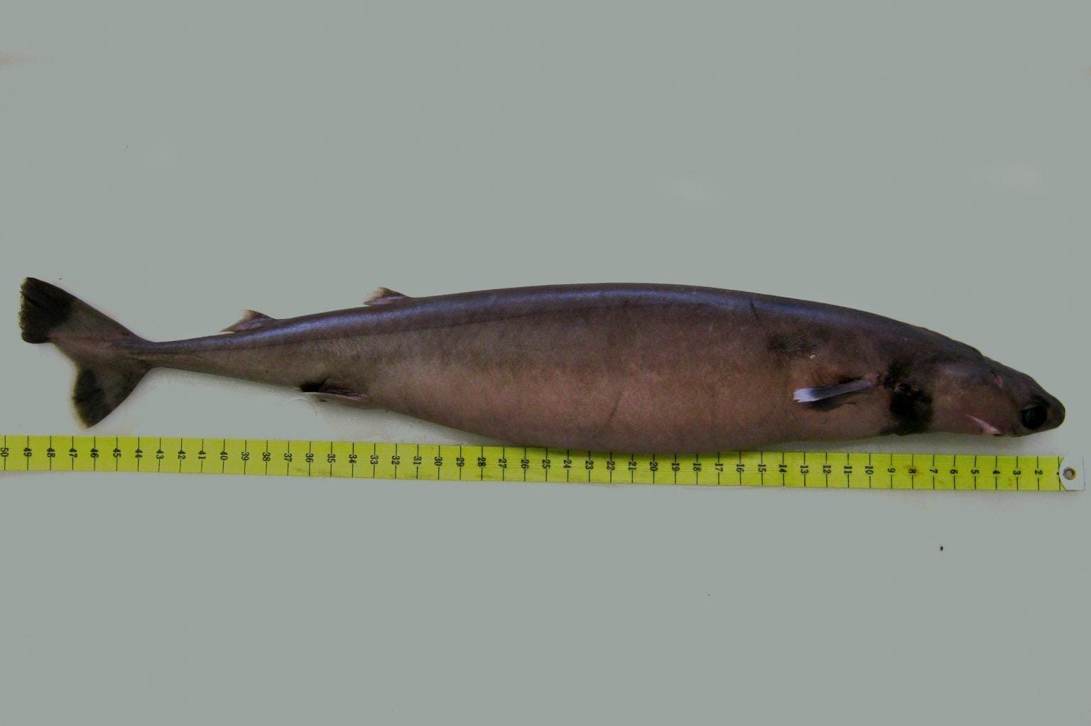 Cookie Cutter Shark – Facts, Size, Lifespan, Pictures, and More