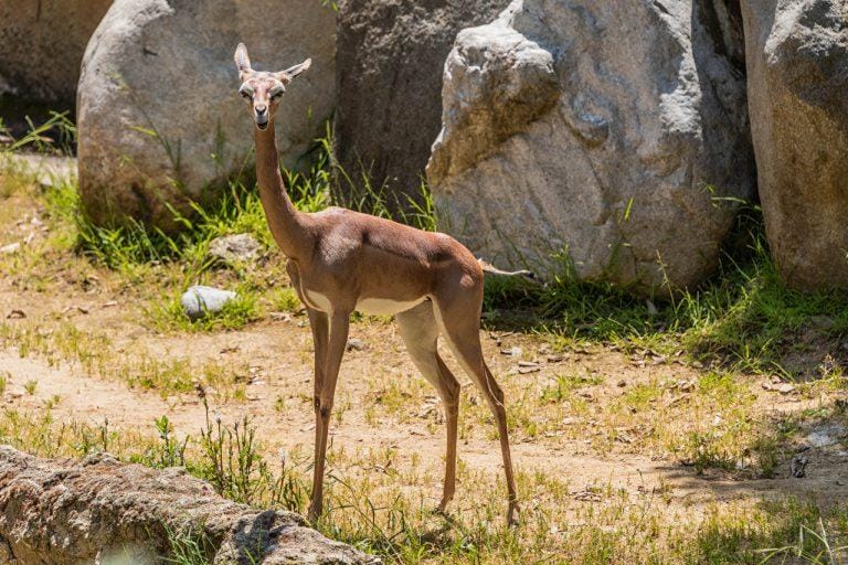 Gerenuk – Facts, Size, Diet, Pictures, and More