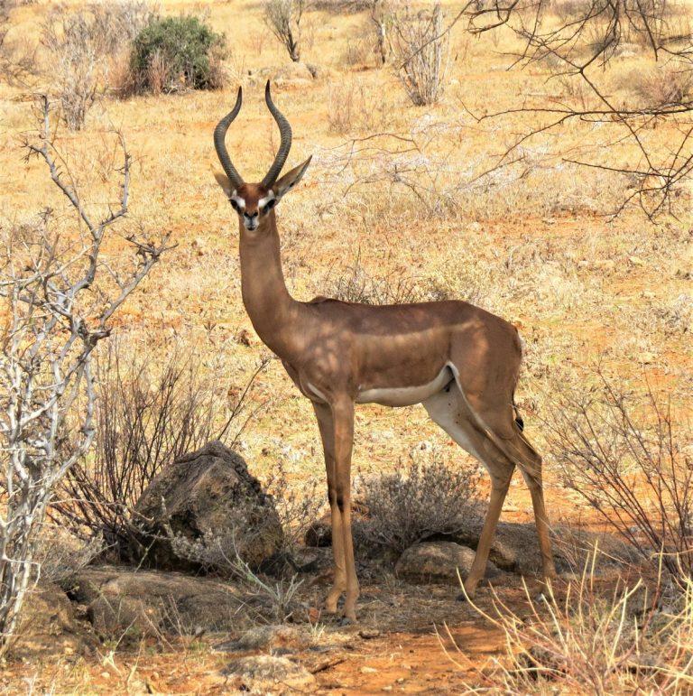 Gerenuk – Facts, Size, Diet, Pictures, and More