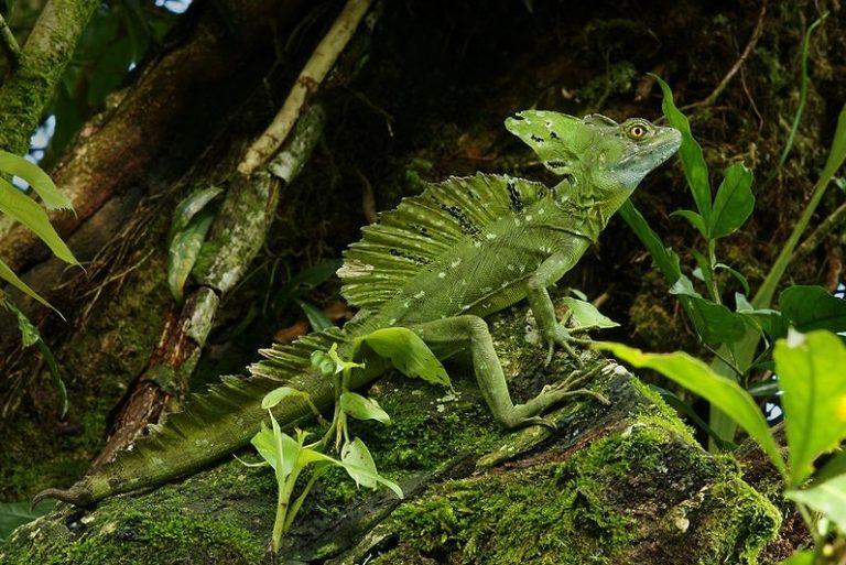 Green Basilisk – Facts, Size, Lifespan, Habitat, Pictures, and More