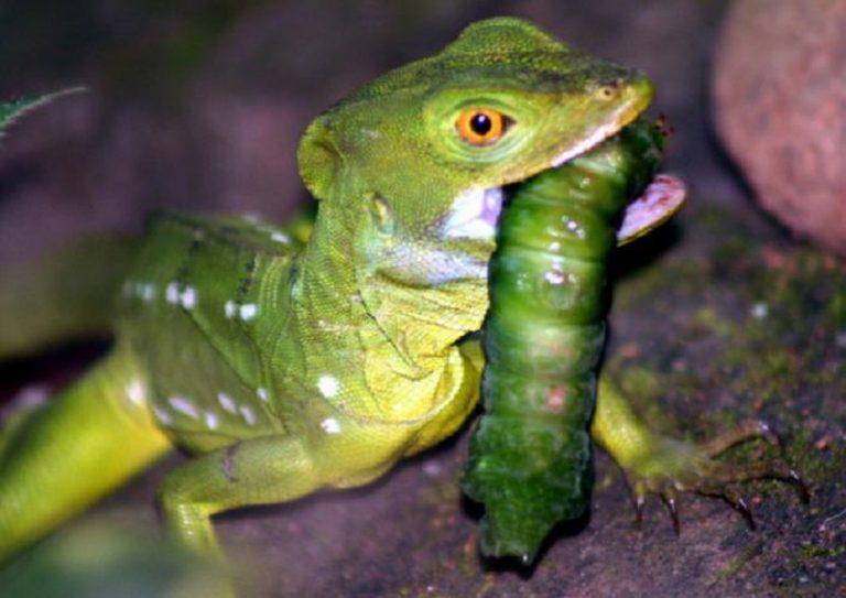 Green Basilisk – Facts, Size, Lifespan, Habitat, Pictures, and More