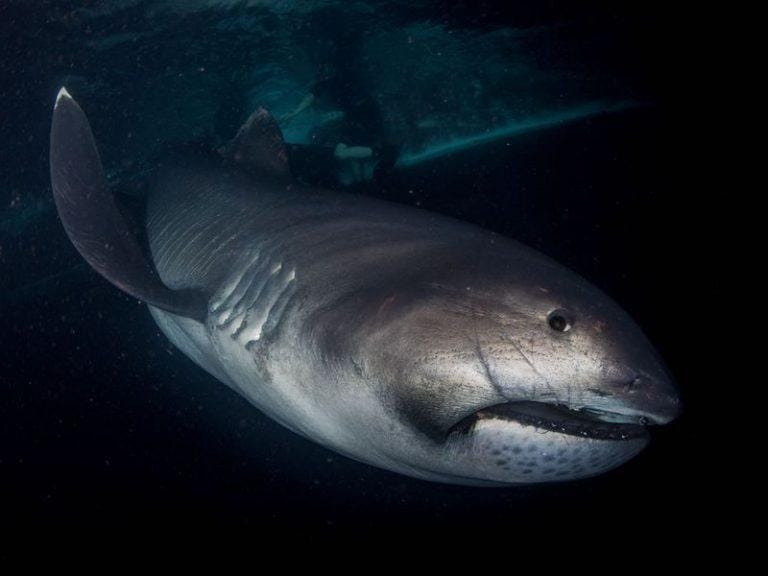 Megamouth Shark – Facts, Size, Diet, Pictures, and More