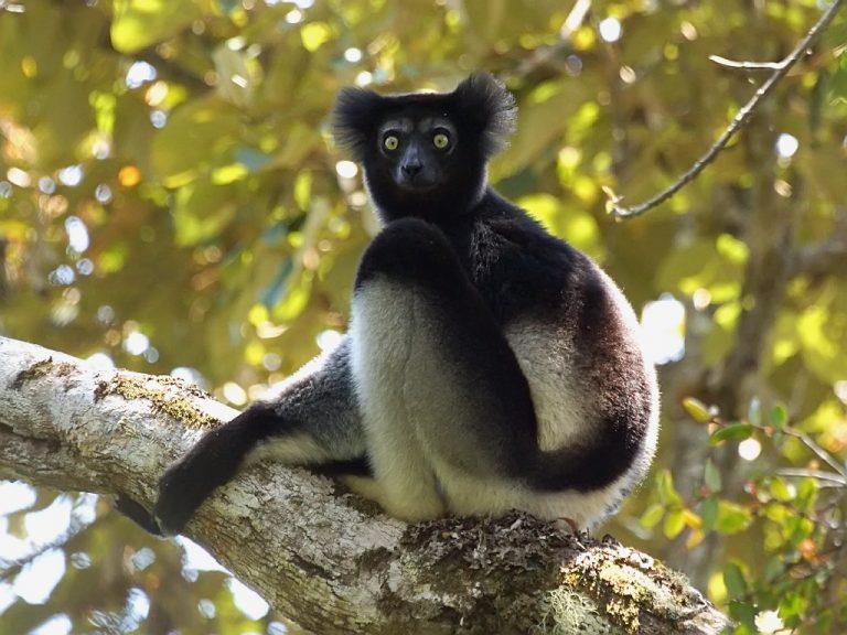 Indri – Facts, Size, Population, Diet, Pictures, and More