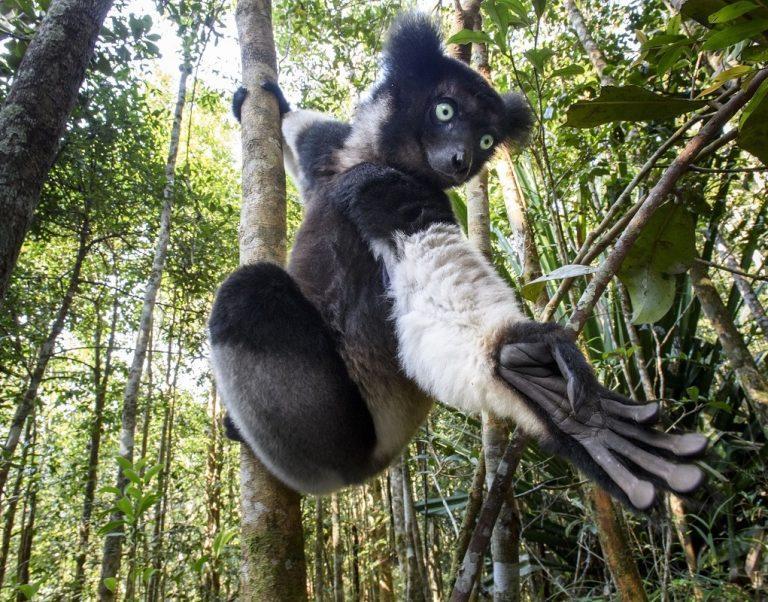 Indri – Facts, Size, Population, Diet, Pictures, and More
