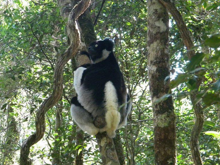 Indri – Facts, Size, Population, Diet, Pictures, and More