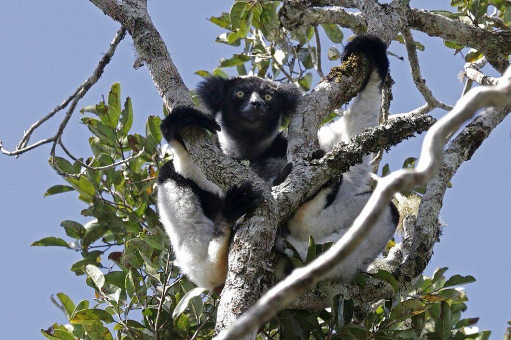 Indri – Facts, Size, Population, Diet, Pictures, and More