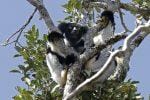 Indri – Facts, Size, Population, Diet, Pictures, and More