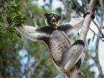 Indri – Facts, Size, Population, Diet, Pictures, and More