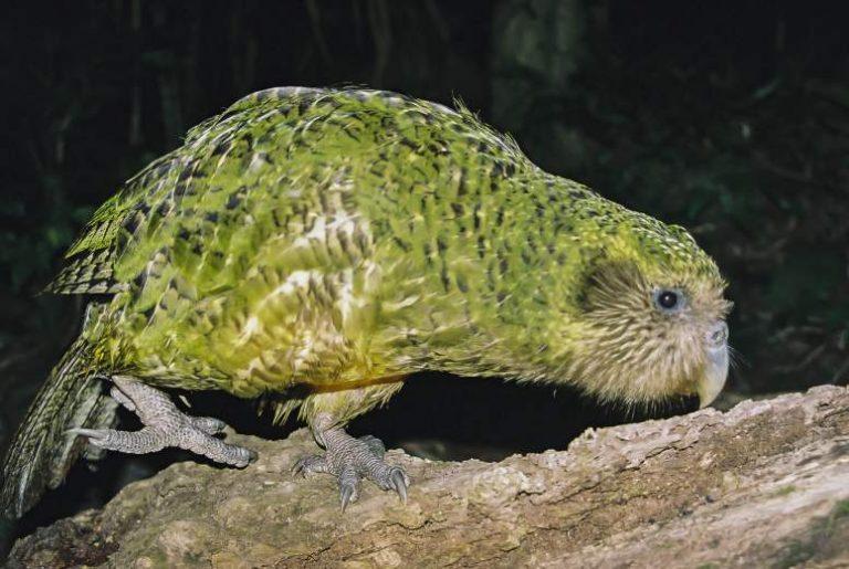 Kakapo – Facts, Size, Lifespan, Diet, Pictures, and More
