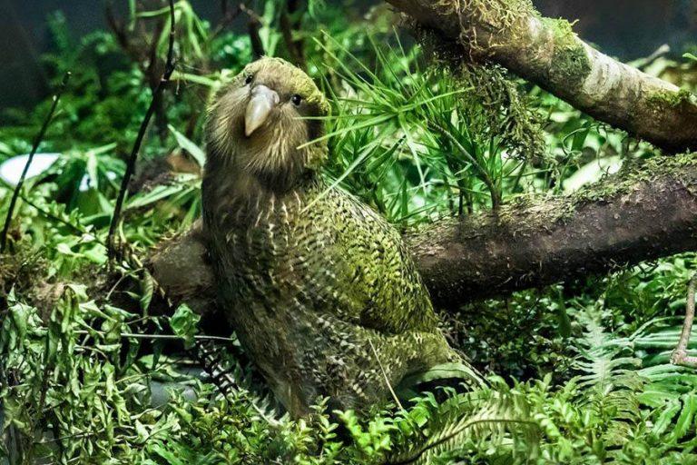 Kakapo – Facts, Size, Lifespan, Diet, Pictures, and More
