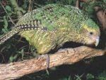 Kakapo – Facts, Size, Lifespan, Diet, Pictures, and More