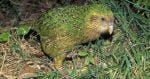 Kakapo – Facts, Size, Lifespan, Diet, Pictures, and More