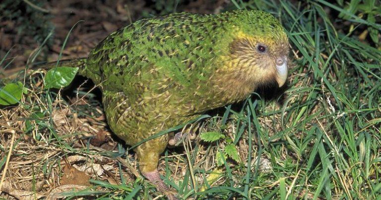 Kakapo – Facts, Size, Lifespan, Diet, Pictures, and More