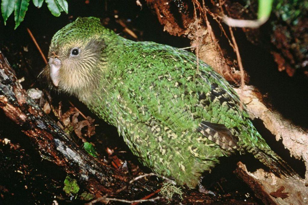Kakapo – Facts, Size, Lifespan, Diet, Pictures, and More