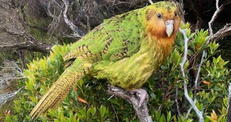 Kakapo – Facts, Size, Lifespan, Diet, Pictures, and More