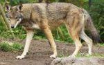 Red Wolf – Facts, Size, Habitat, Population, and Picture