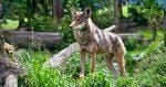 Red Wolf – Facts, Size, Habitat, Population, and Picture