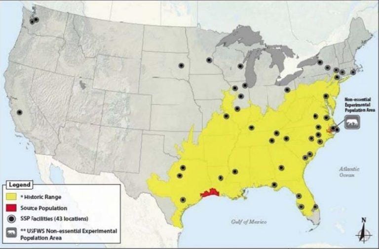 Red Wolf – Facts, Size, Habitat, Population, and Picture