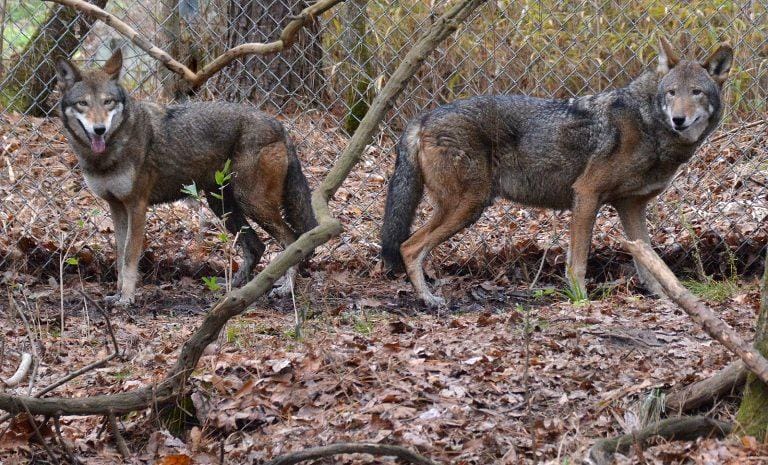 Red Wolf – Facts, Size, Habitat, Population, and Picture