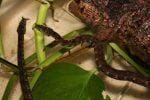 Gaboon Viper