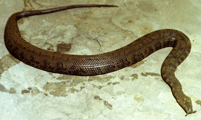 Tentacled Snake – Facts, Size, Diet, Habitat, Pictures, and More