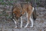 Red Wolf – Facts, Size, Habitat, Population, and Picture