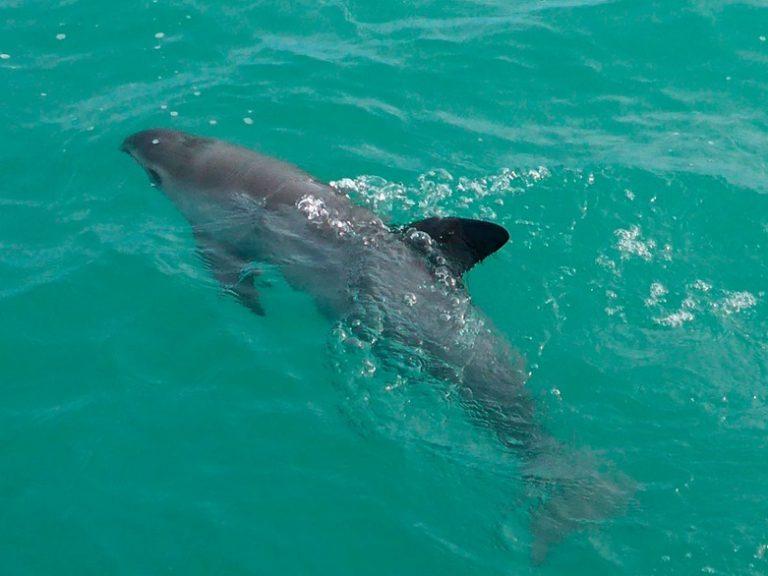 Vaquita – Facts, Size, Habitat, Population, Pictures, and More