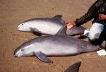 Vaquita – Facts, Size, Habitat, Population, Pictures, and More