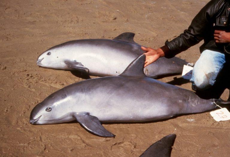 Vaquita – Facts, Size, Habitat, Population, Pictures, and More