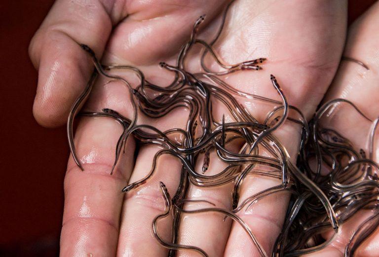 Eel Facts, Types, Reproduction, Life Cycle, Classification, Pictures