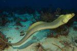 Eel Facts, Types, Reproduction, Life Cycle, Classification, Pictures