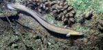 Eel Facts, Types, Reproduction, Life Cycle, Classification, Pictures