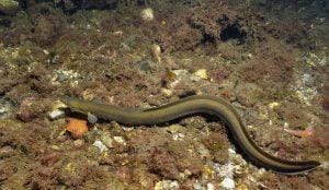 Eel Facts, Types, Reproduction, Life Cycle, Classification, Pictures