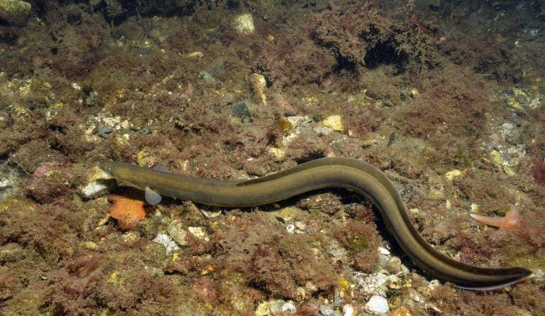 Eel Facts, Types, Reproduction, Life Cycle, Classification, Pictures