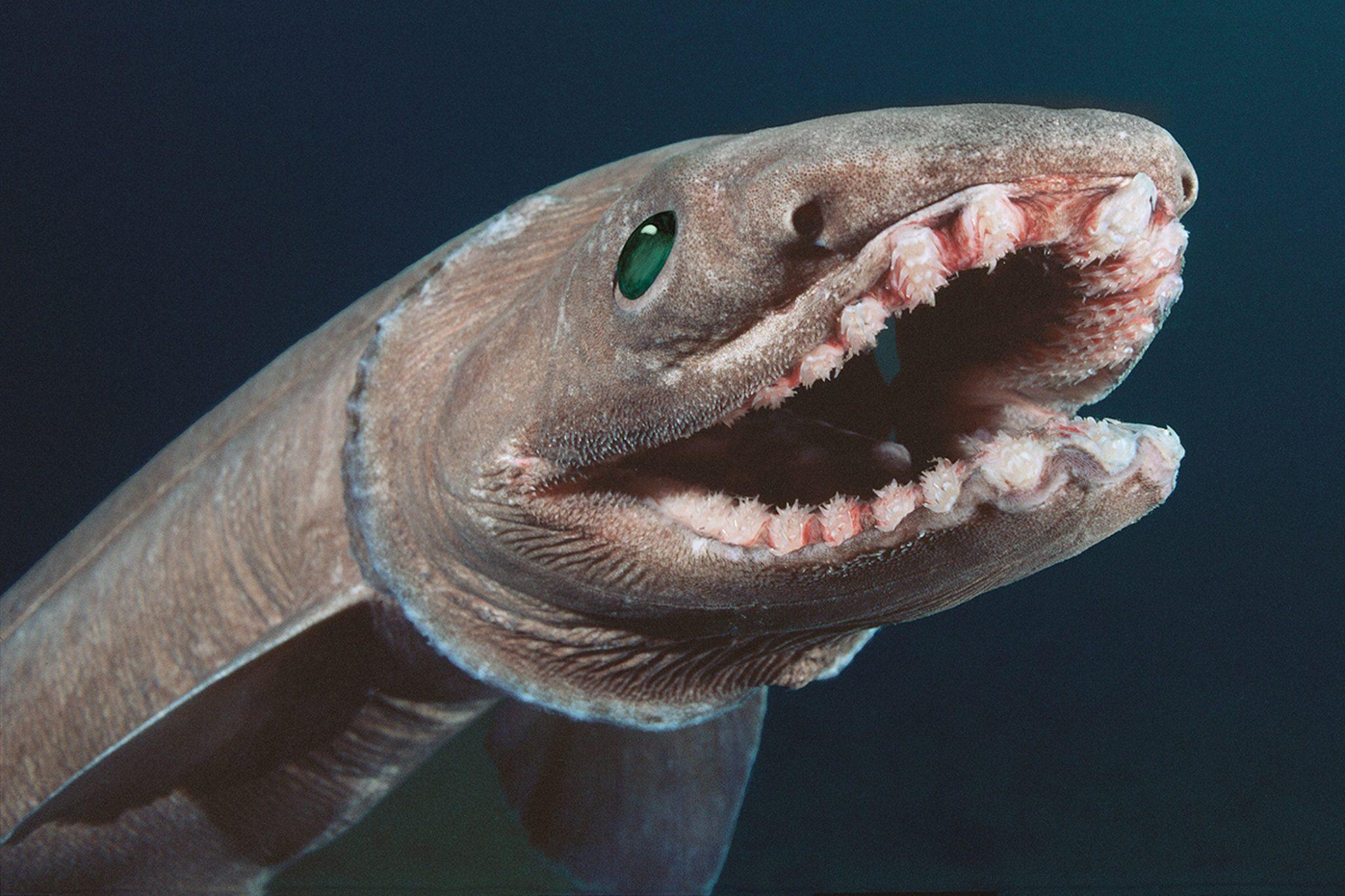 Frilled Shark – Facts, Size, Lifespan, Diet, Pictures, and More